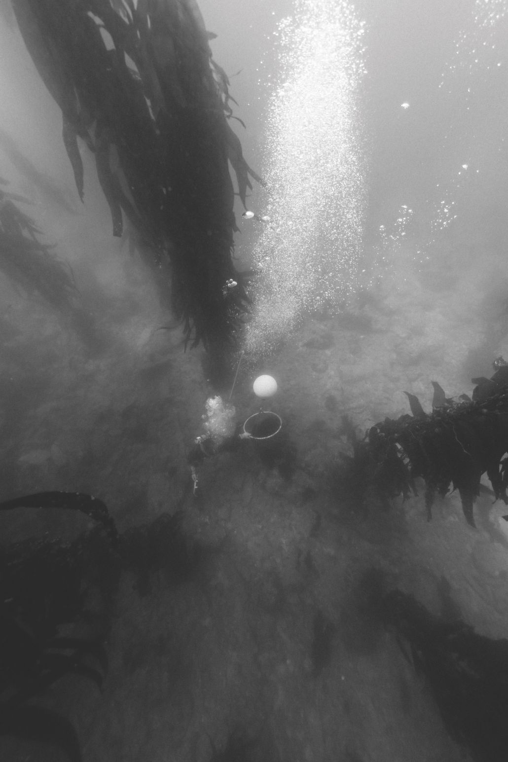 The Last Urchin Diver - The Surfers Journal